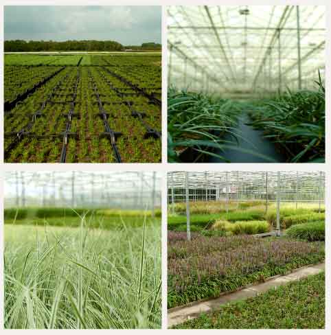 Plant Estate
